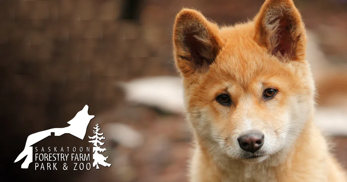 The Dingoes are Coming | Country 600 CJWW