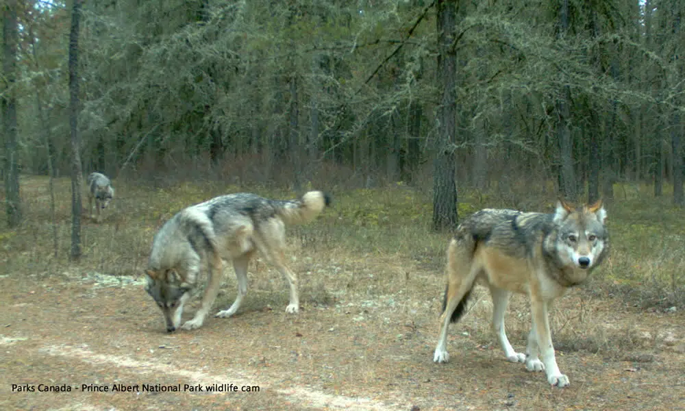Two Different Wolf Packs Being Studied in Saskatchewan | Country 600 CJWW