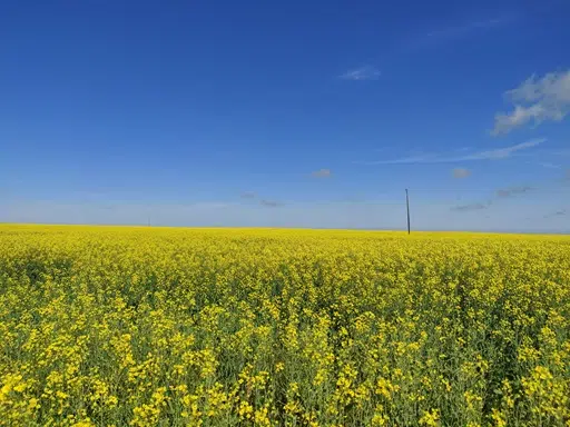 Saskatchewan Agriculture Crop Report | Country 600 CJWW