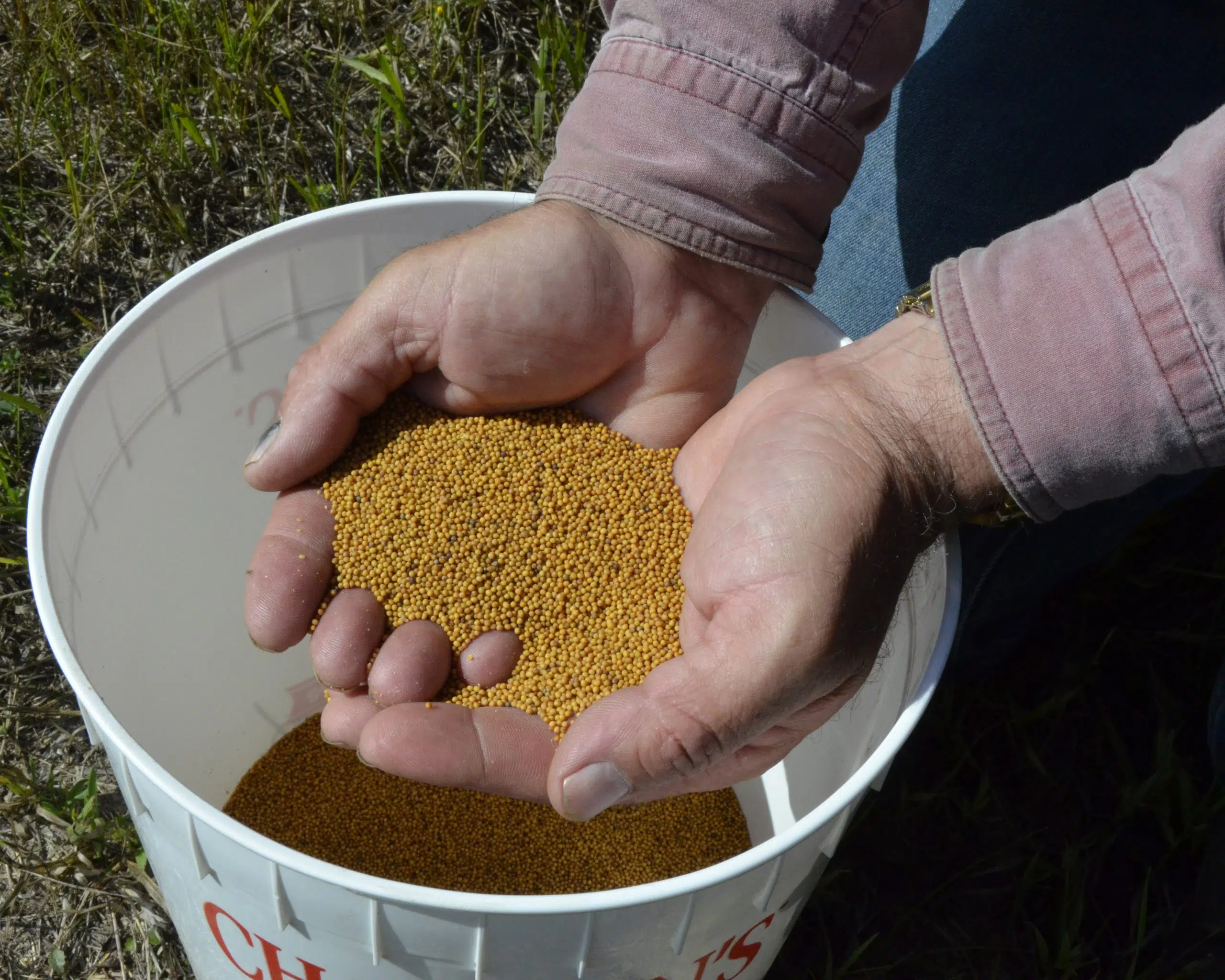 New Uses for Mustard | Country 600 CJWW