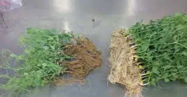 Aphanomyces Showing Up in Peas and Lentils | Country 600 CJWW