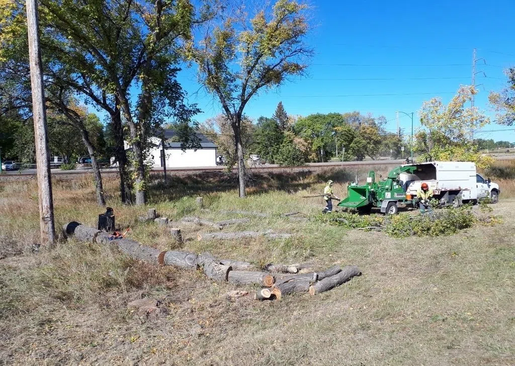 71 Infractions Issued After Dutch Elm Response | 92.9 The Bull