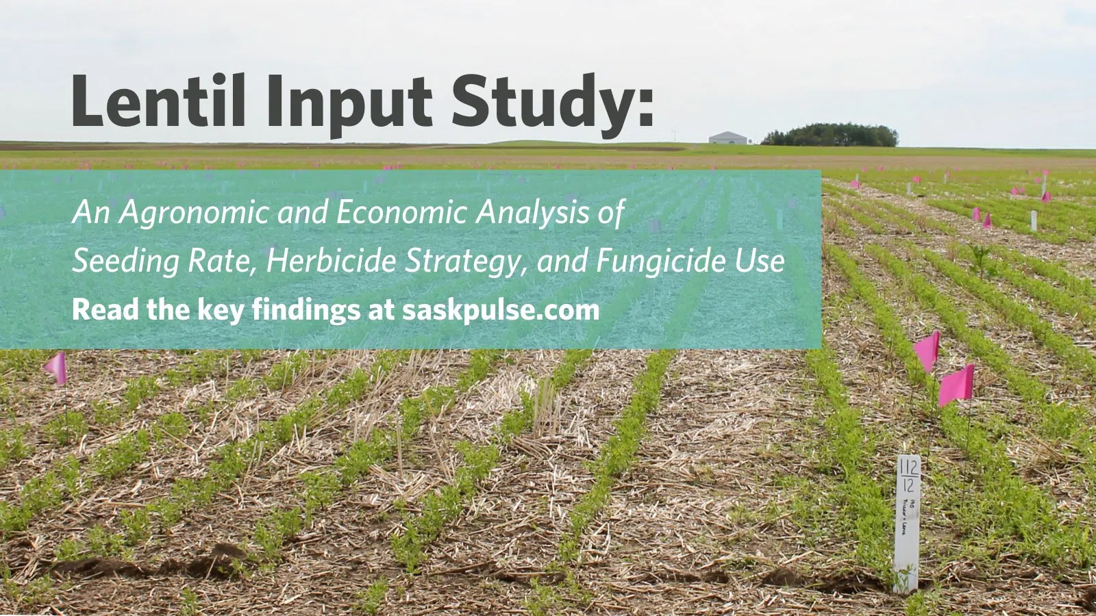 Best Economic Return for Lentil Producers | Country 600 CJWW