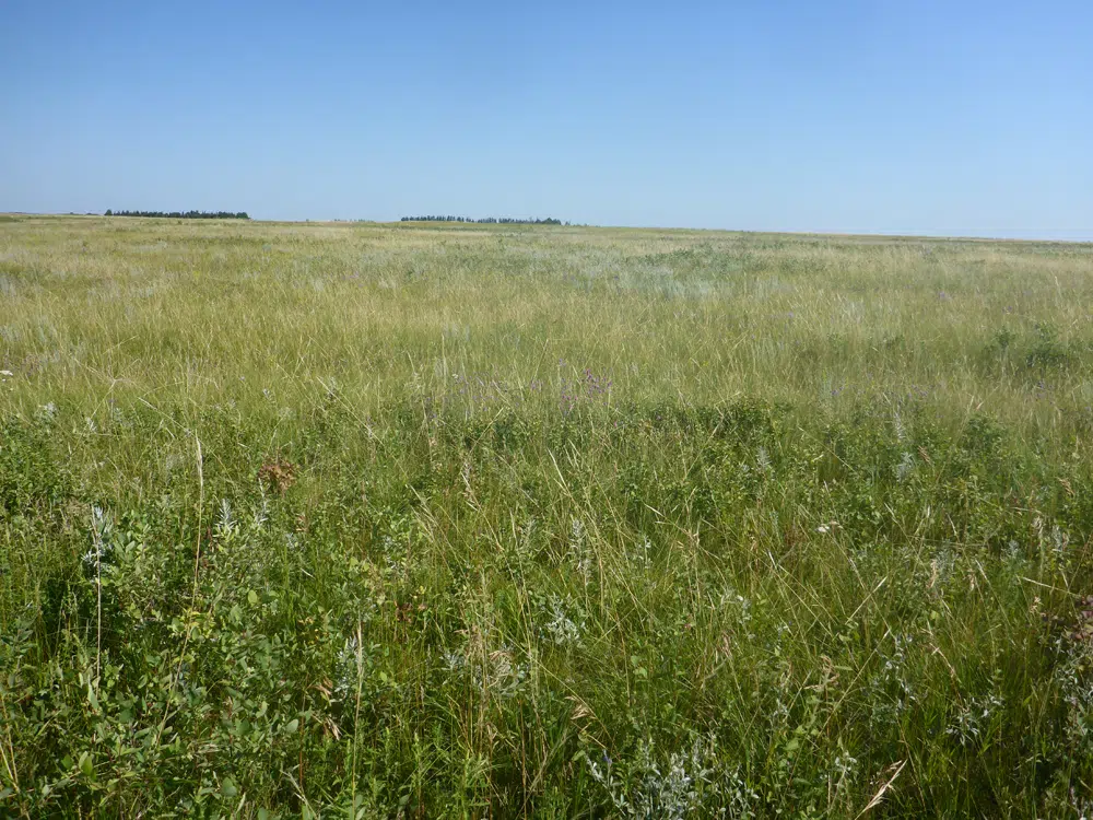 An Open Webinar Will Look at the Importance of Native Grasslands | 92.9 ...