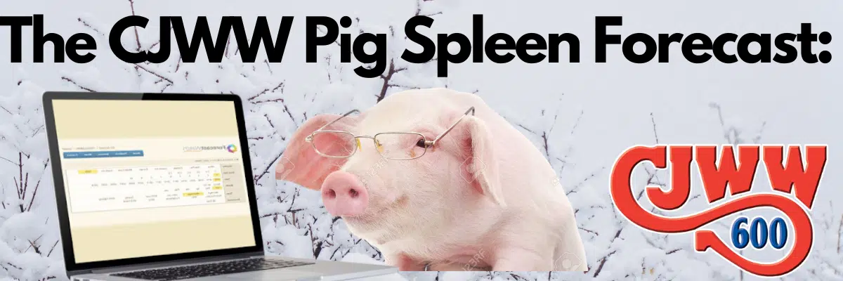 2021-2022 PIG SPLEEN FORECAST! | Country 600 CJWW
