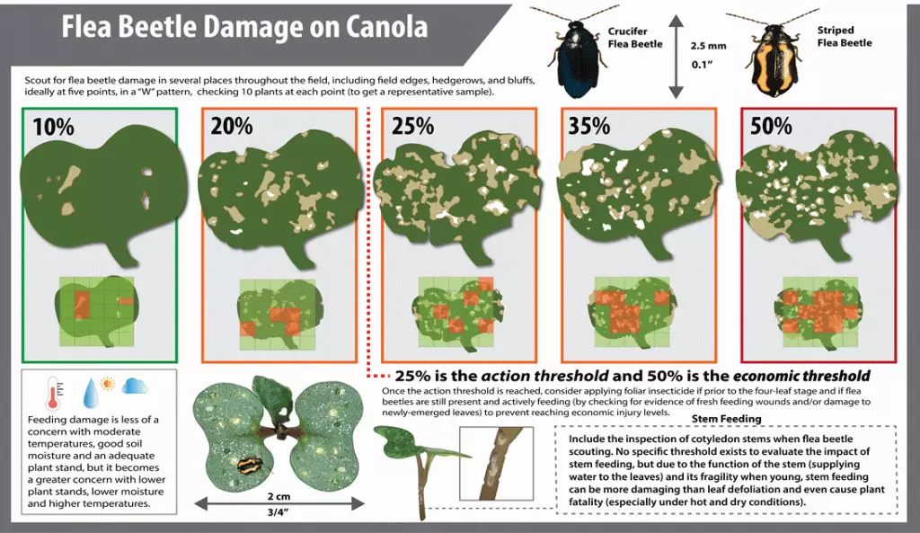 Canola seeding steps to reduce flea beetle risk | Country 600 CJWW