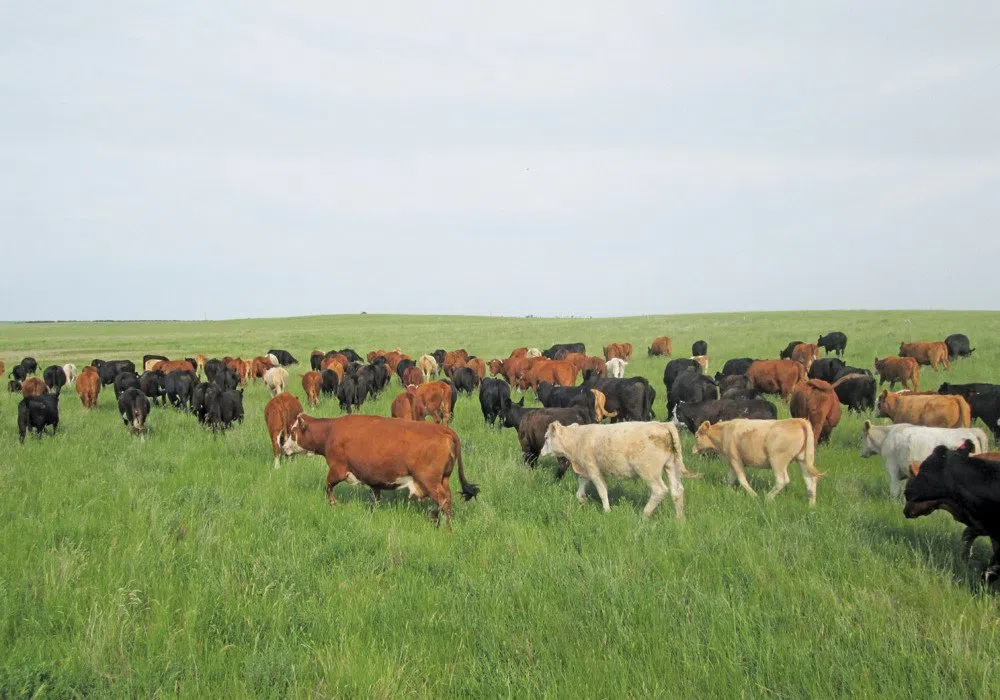 Selecting species for forage blends | Country 600 CJWW