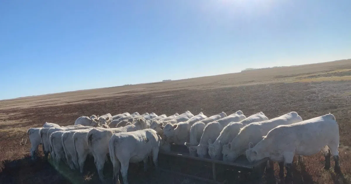 Supplementing fall pasture | Country 600 CJWW