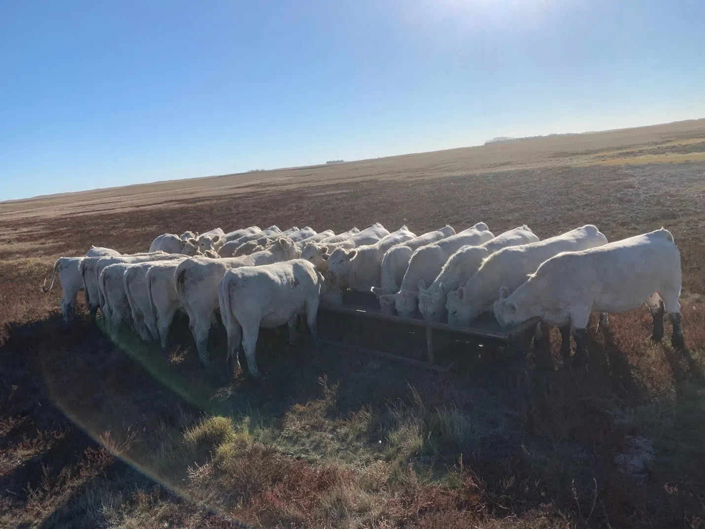 Supplementing fall pasture | Country 600 CJWW