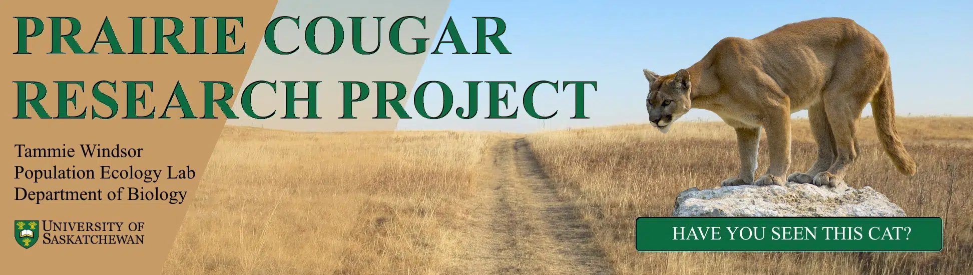 Keeping track of Saskatchewan’s cougar population | Country 600 CJWW