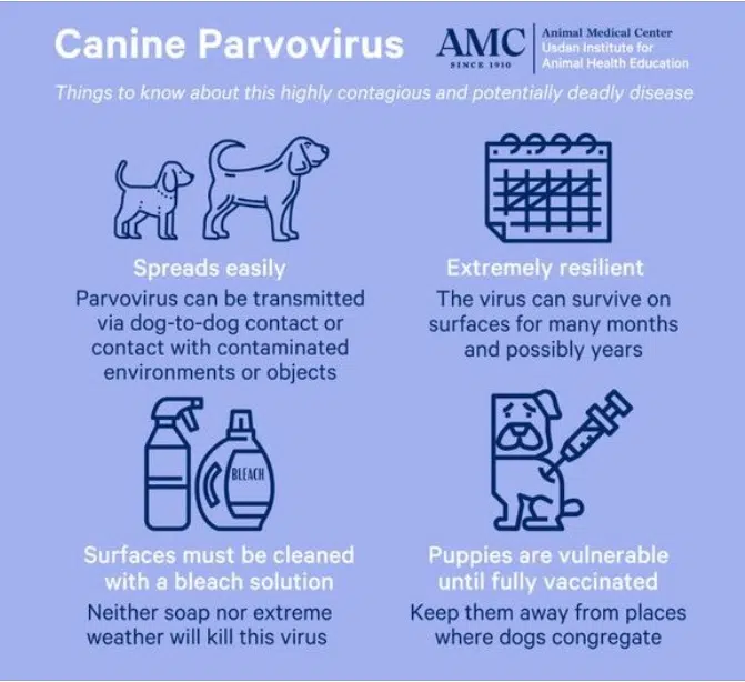 Parvo outbreak impacts puppies at the SPCA | 92.9 The Bull