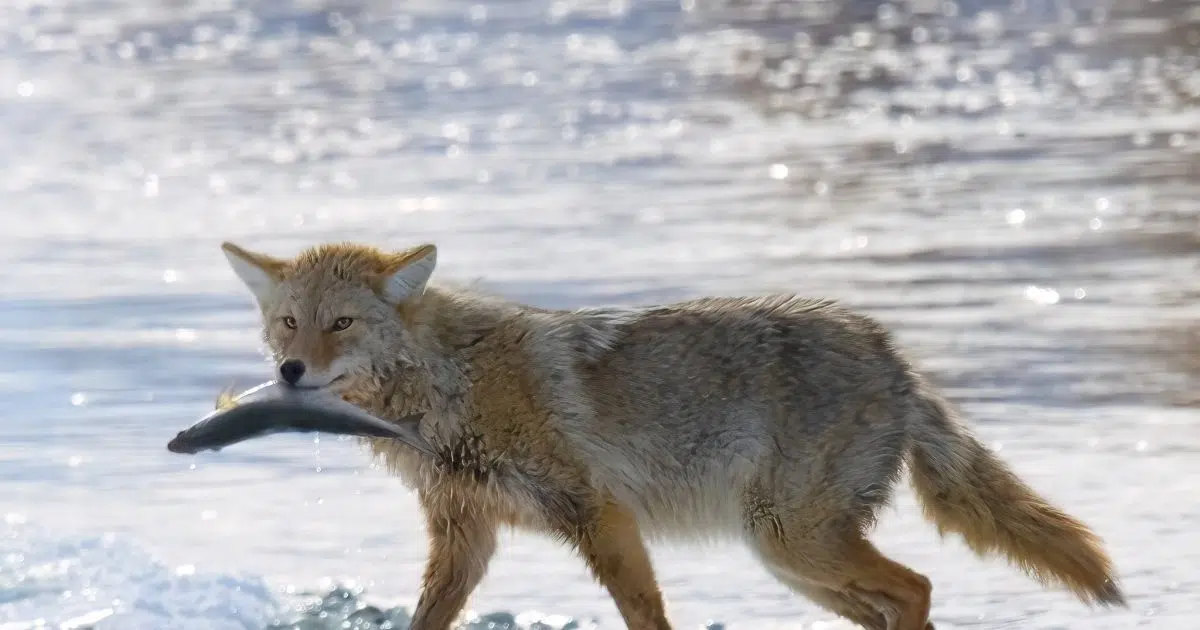 Photo capture sparks the interest of nature lovers in the province | 92 ...