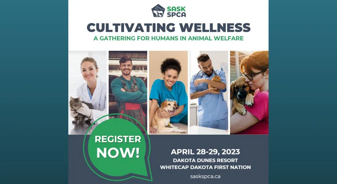 Animal welfare industry dealing with increased stresses, Saskatchewan ...