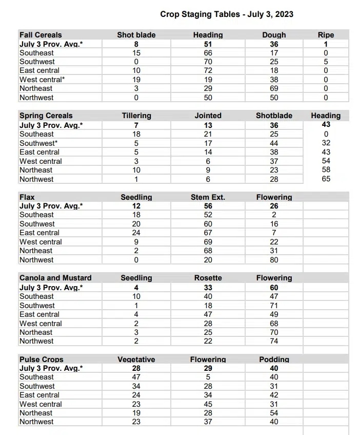Flowering canola creates a pretty landscape—but July rain is needed ...