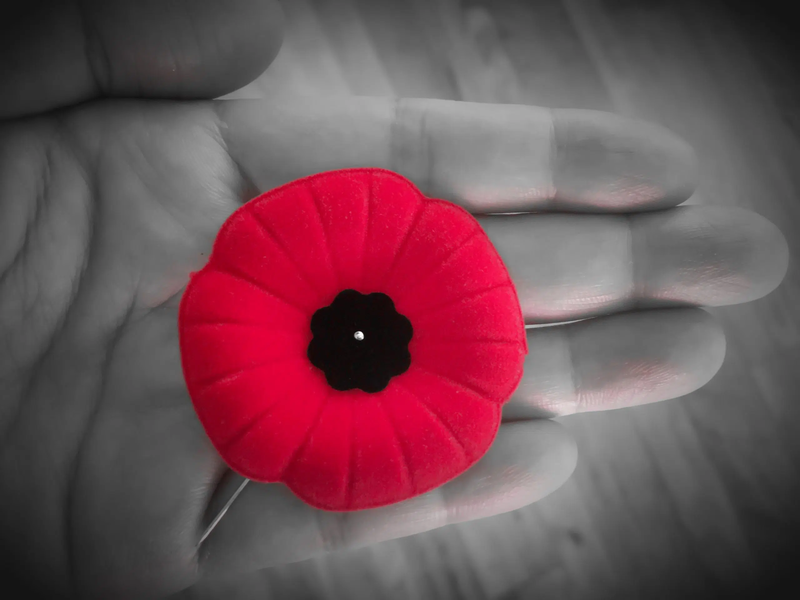 Legion Poppy Campaign Scaled Back Due To COVID-19 | Y95.5