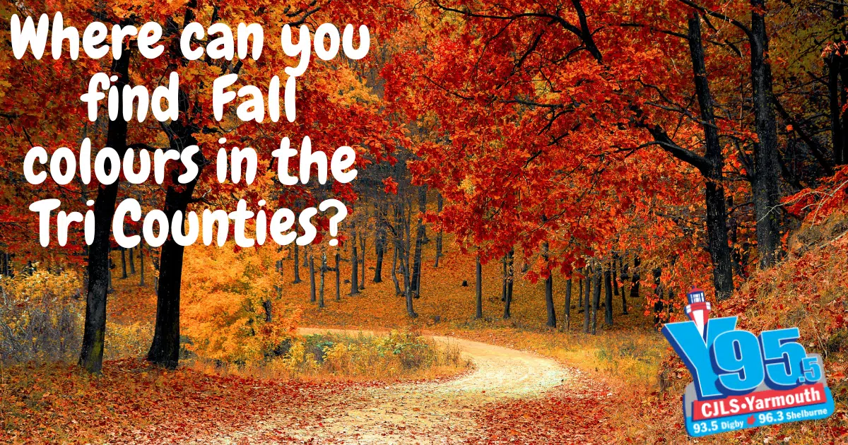 Fall Colours! Where Are The Best Places In The Tri Counties To See The ...