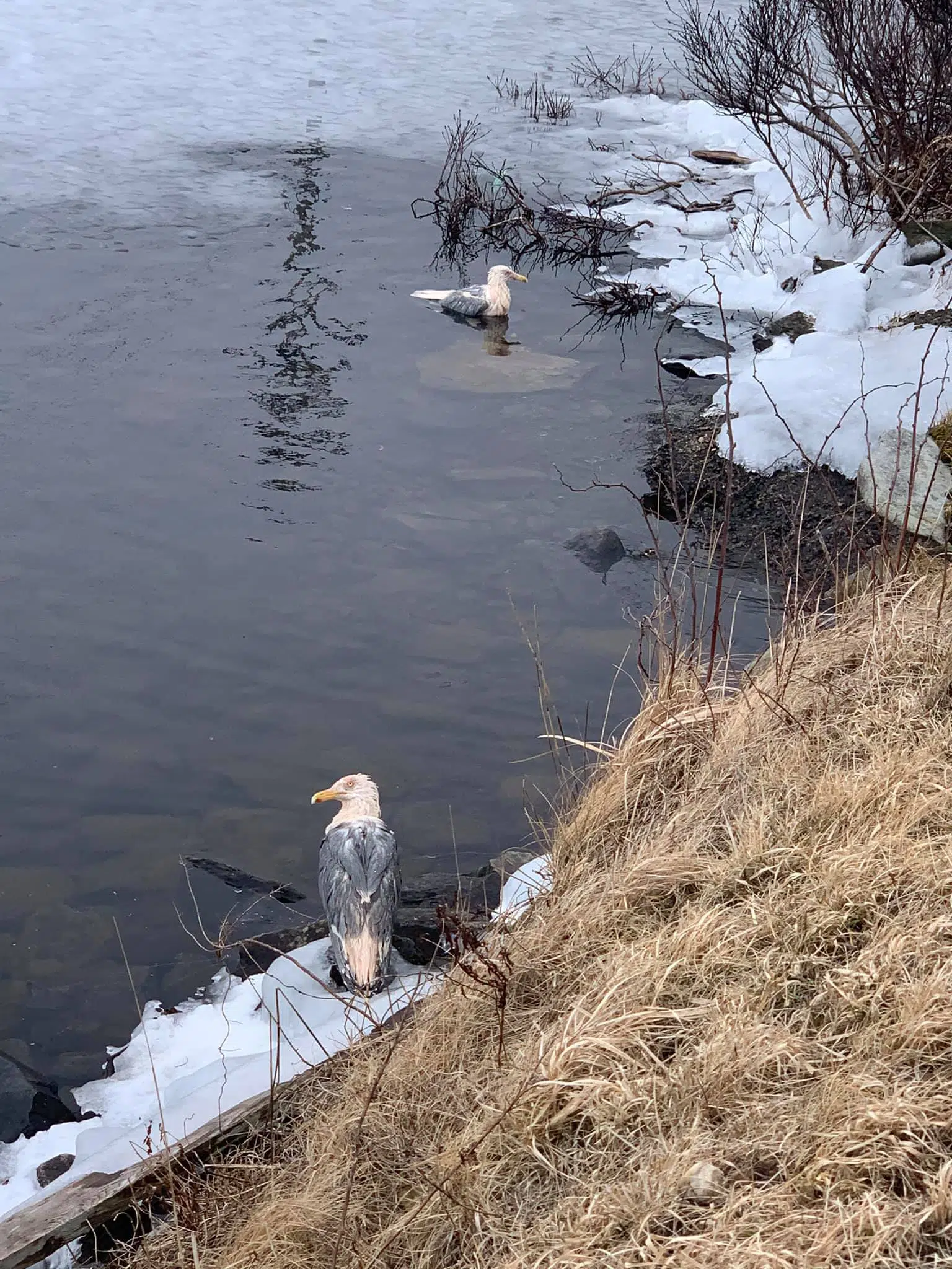 Tusket Woman Helps Save Seagulls | Y95.5