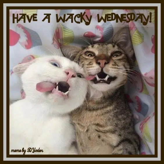 “Wacky Wednesday”?? Have You Ever Done Anything Truly “Wacky” or “Scary ...
