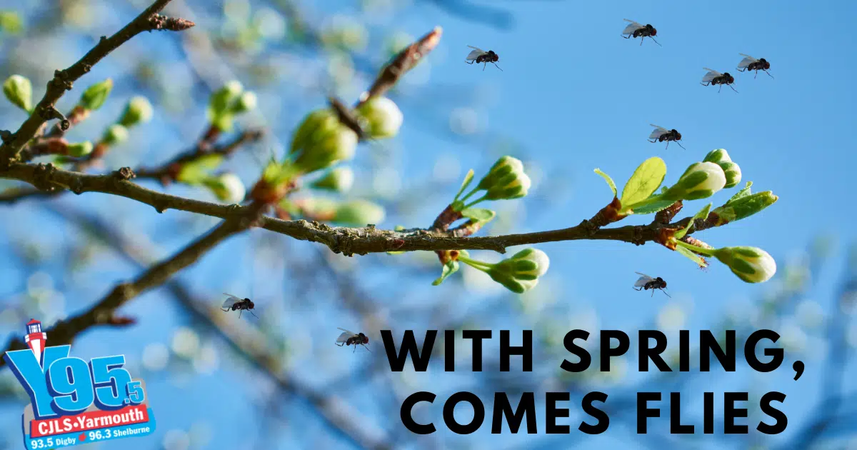 Tis The Season For Flies! Here’s What You Can Do To Keep Them At Bay ...