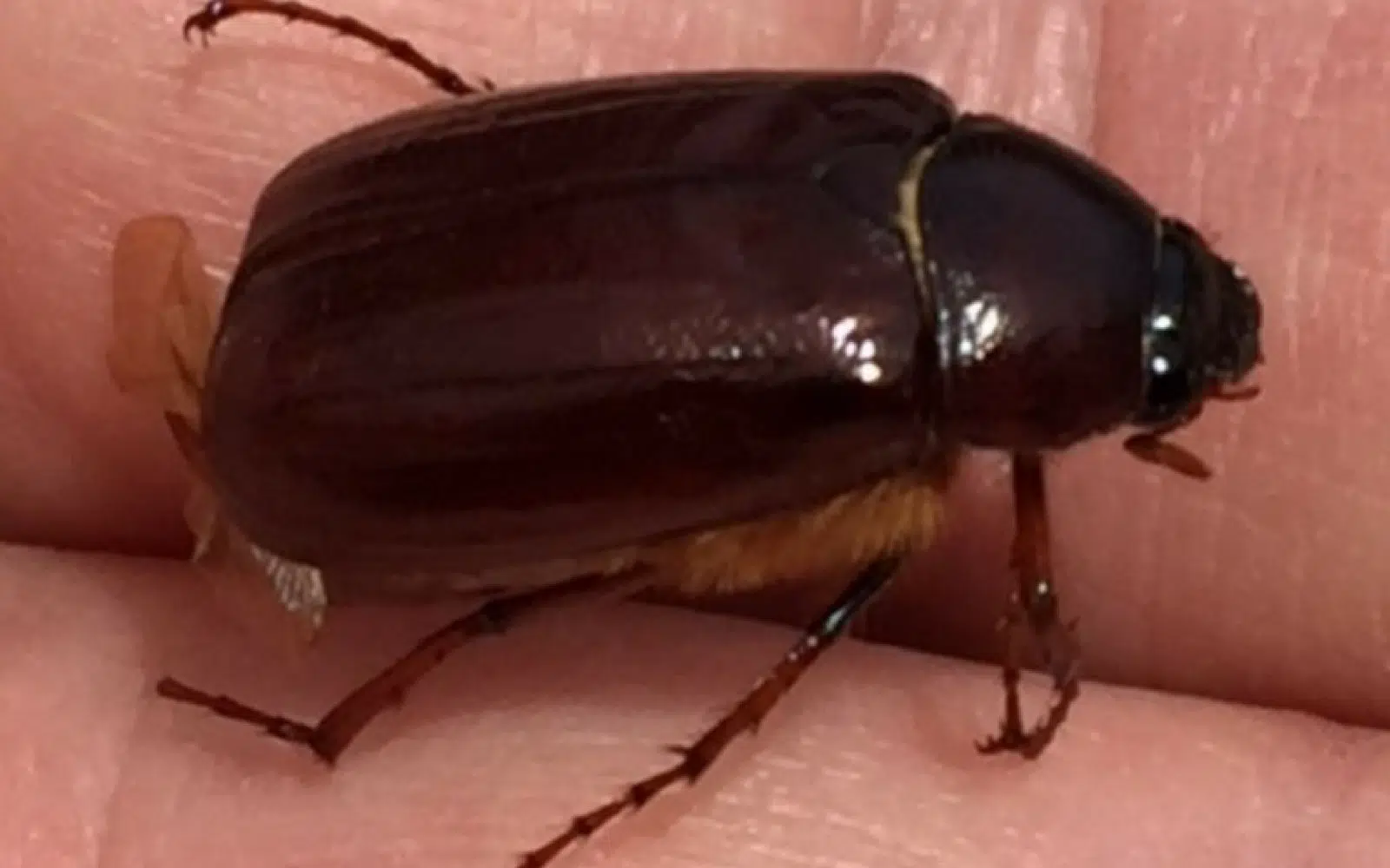 The Gross Out Moment of the Day…June Bugs…As a Snack? | Y95.5