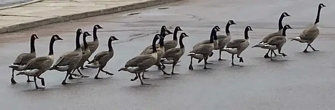 VIDEO: AWI Says Be Patient With Gaggles Of Geese Crossing The Road | 91 ...