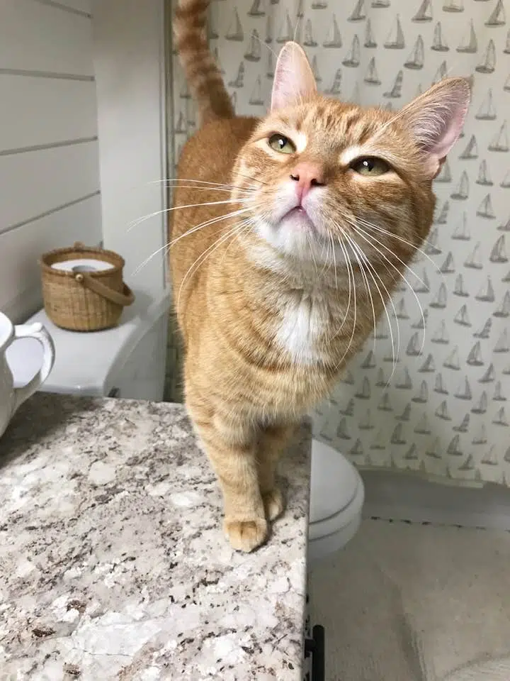 It’s Ginger Cat Appreciation Day! | 91.9 The Bend