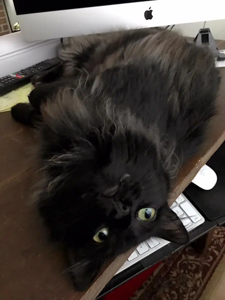 It’s National Black Cat Day! | 91.9 The Bend