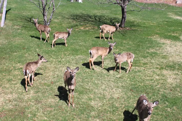 Residents Get More Details On Deer Management Program | The Wave