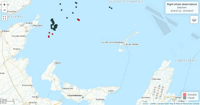 North Atlantic Right Whale Remains Entangled | 97.3 The Wave