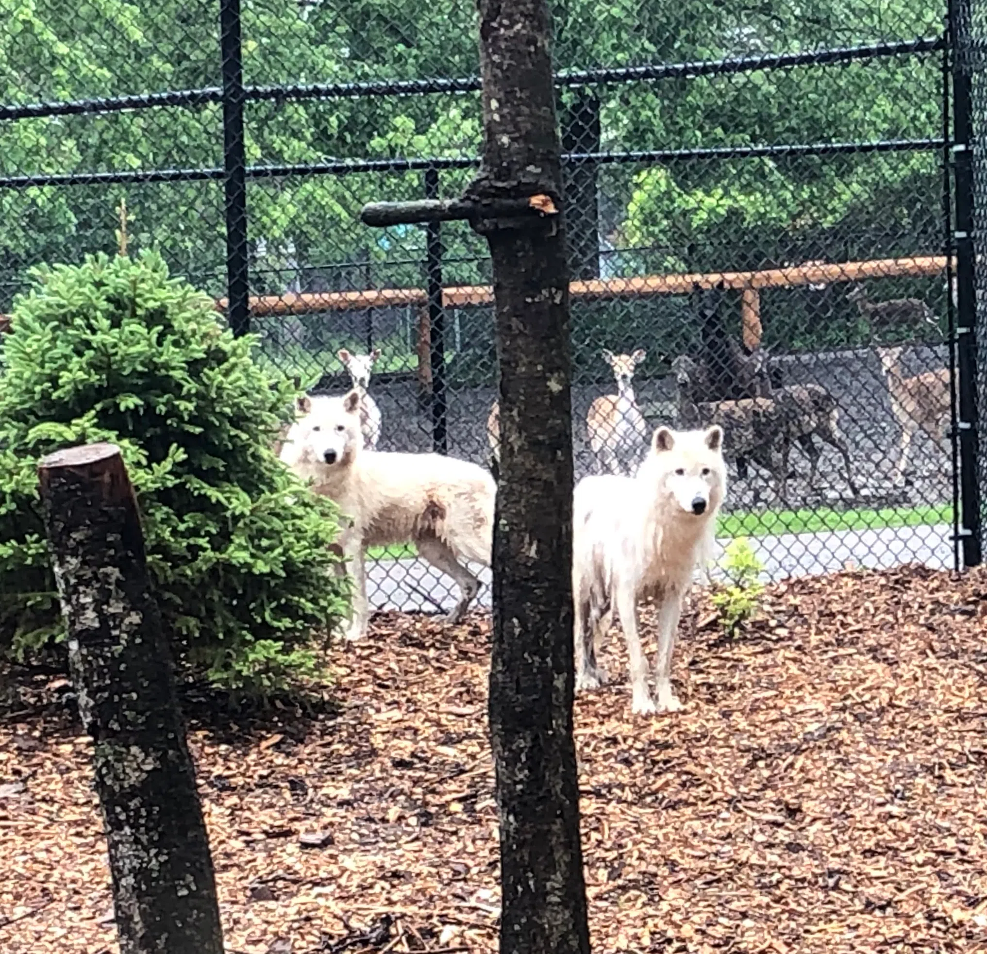 Upgrades To Magnetic Hill Zoo’s Arctic Wolf Exhibit | Country 94