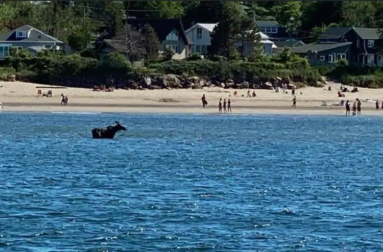 Atlantic Wildlife Institute Expresses Anger Over Moose Drowning ...
