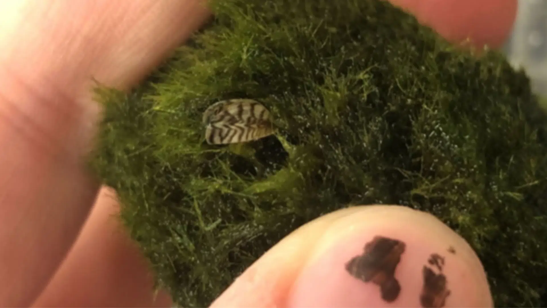 Invasive Zebra Mussels Found On Aquarium Moss Balls | Country 94