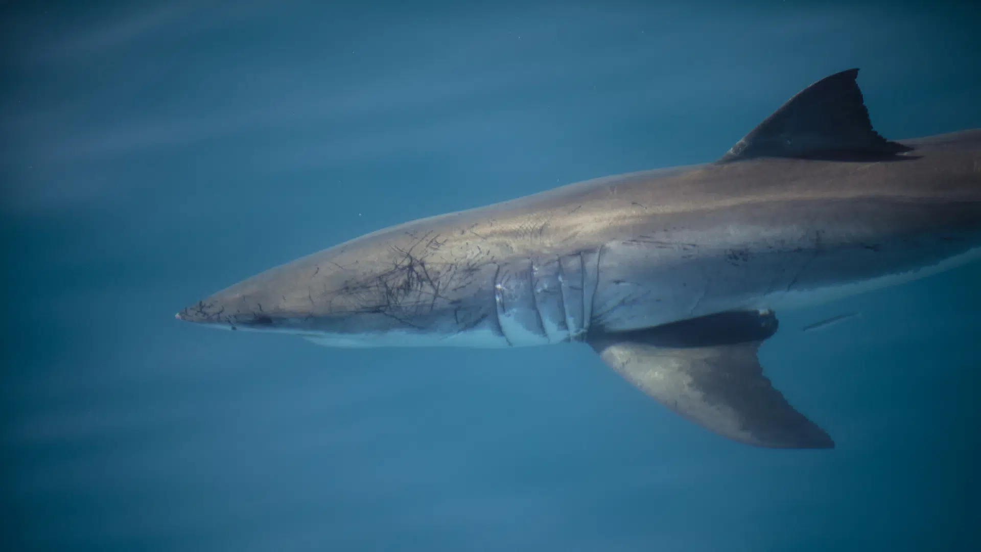 White Shark Named Crystal Detected Near Saint John | Country 94