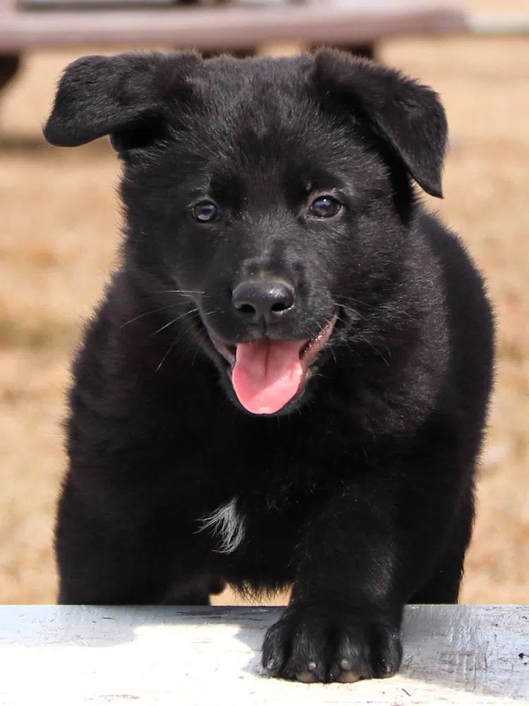 Winning RCMP Puppy Names Released | 101.5 The Hawk