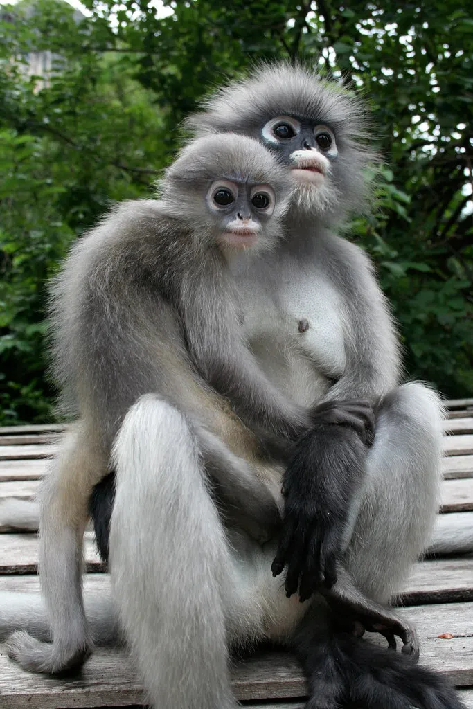 What Is This Years Hottest Facial Hair Trend….The Monkey Tail Beard ...