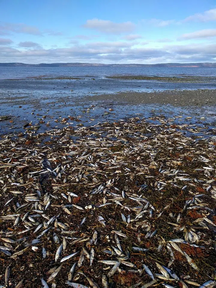 Cause Of Dead Fish On Western Nova Scotia Shores Still A Mystery | CKBW