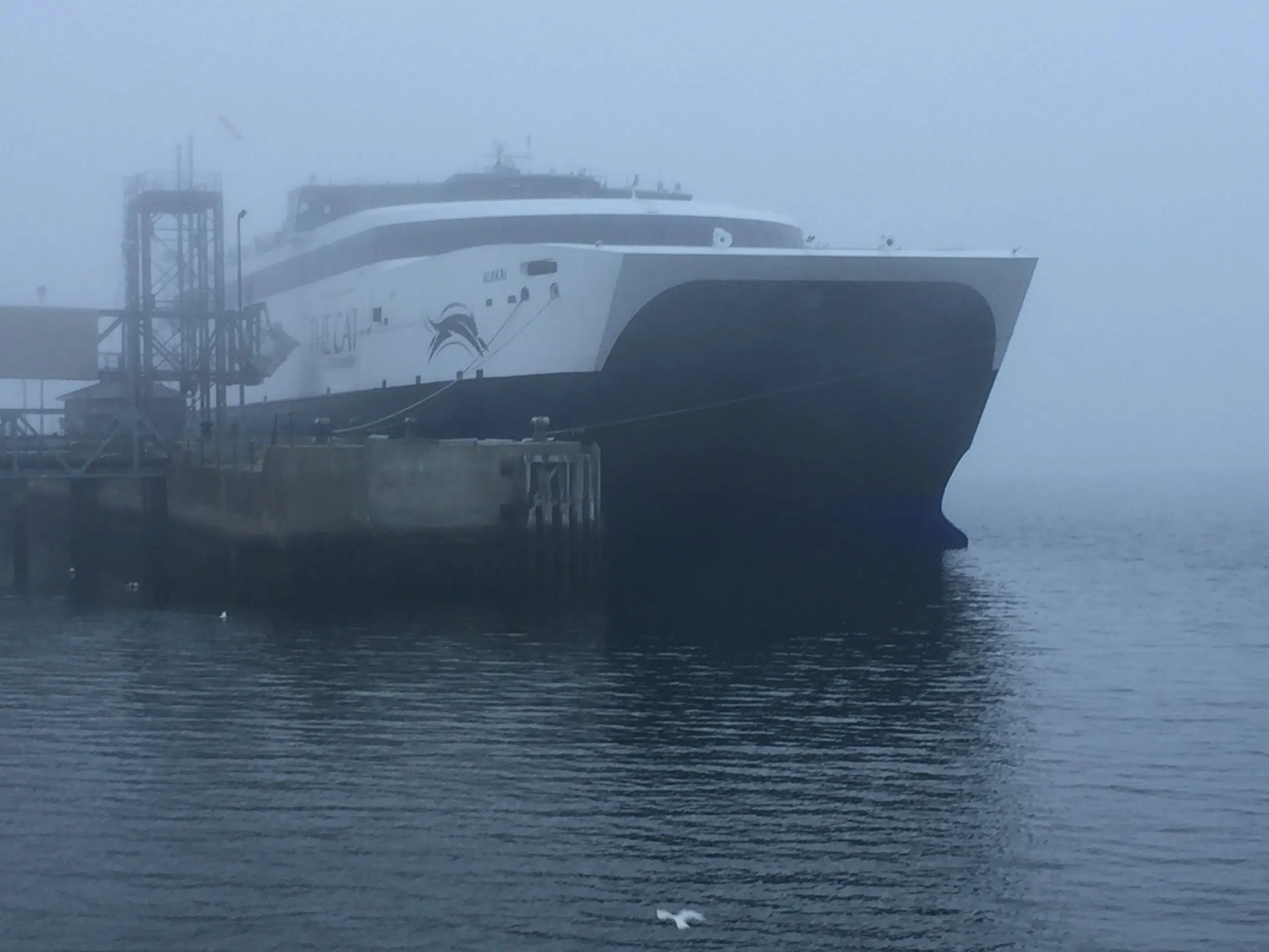 Are Dogs Allowed On The Cat Ferry