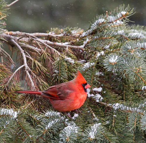 My Weekend Bird List | CKBW