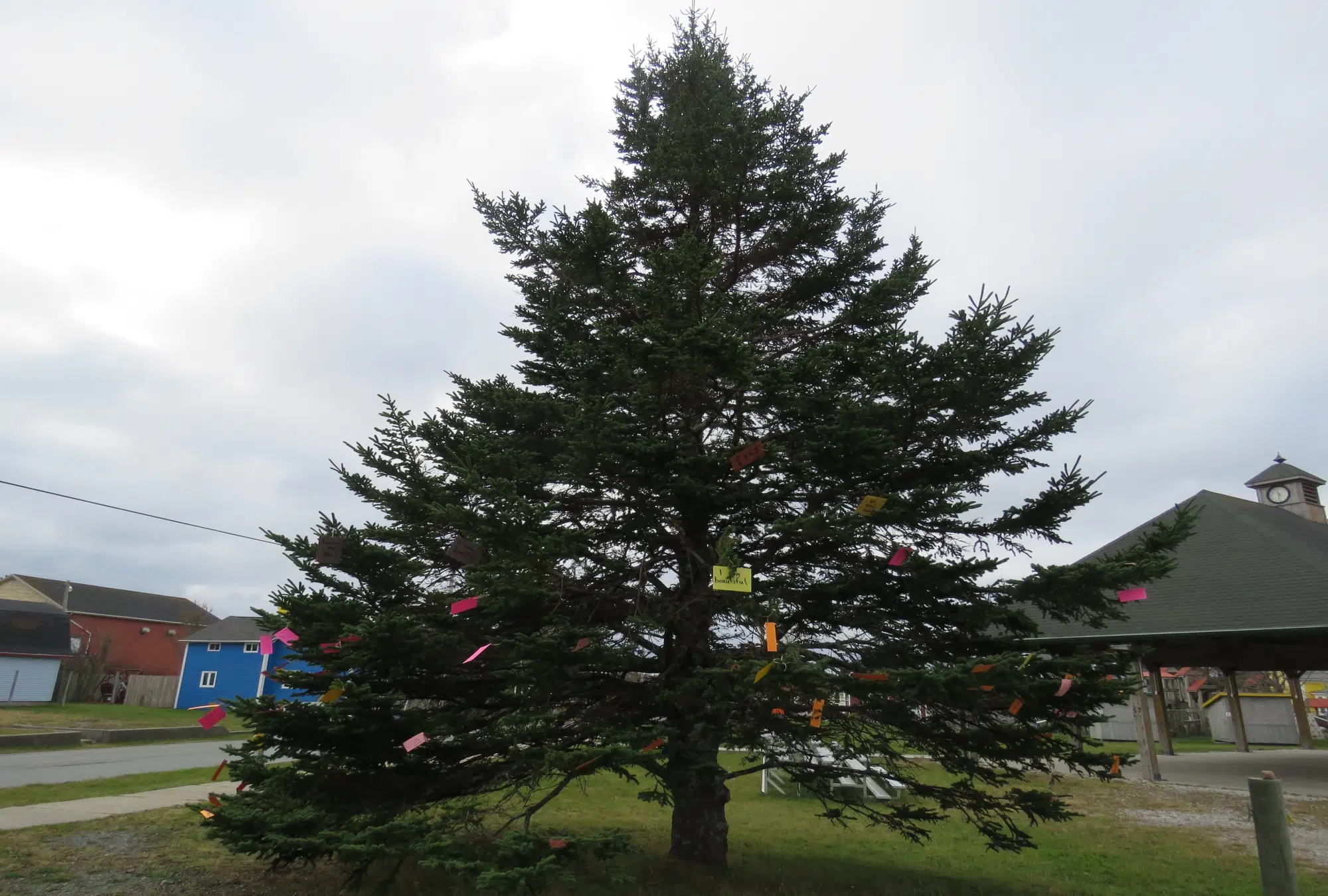 Lockeport Residents Save Beloved Tree | Country 100.7