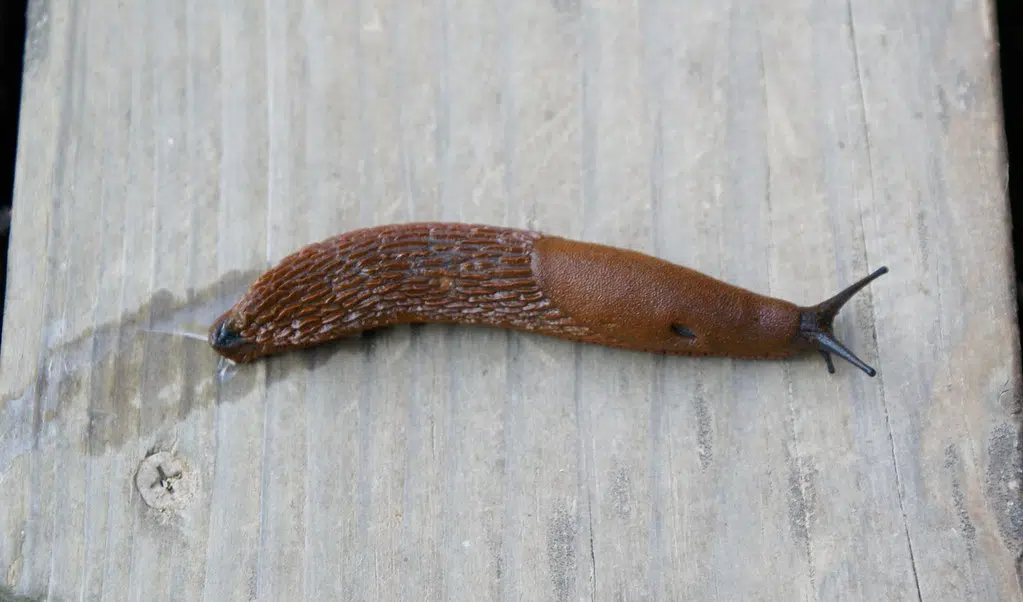 Got Slugs? | CKBW