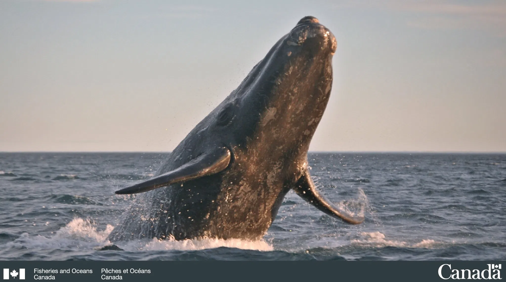Right whale population reaches lowest level in nearly two decades | 101 ...
