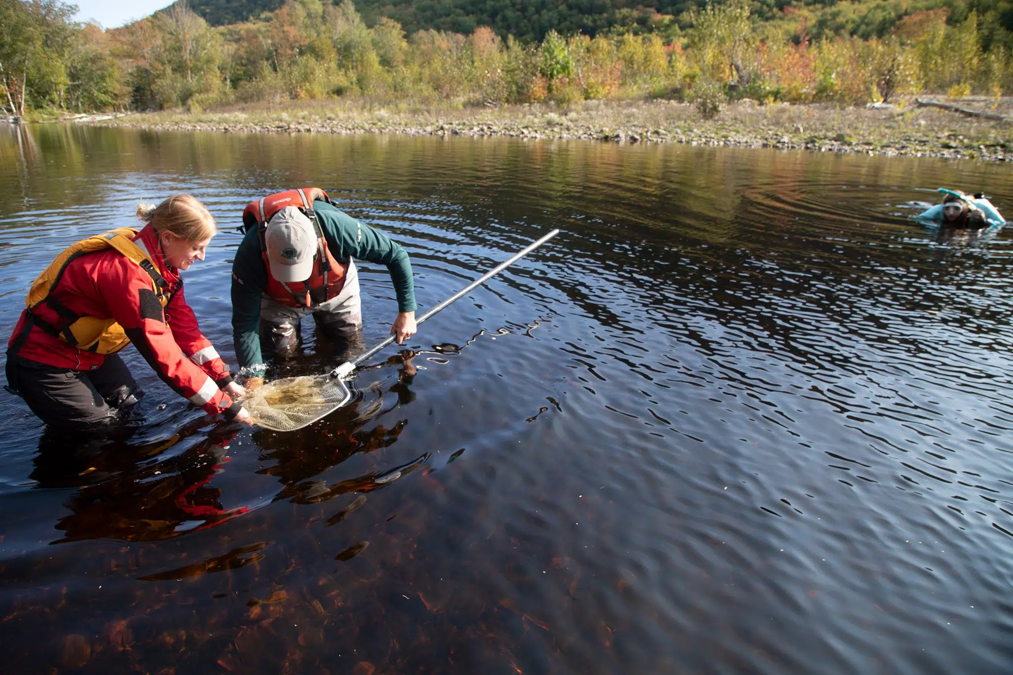 Highlands National Park hits milestone in salmon restoration project ...