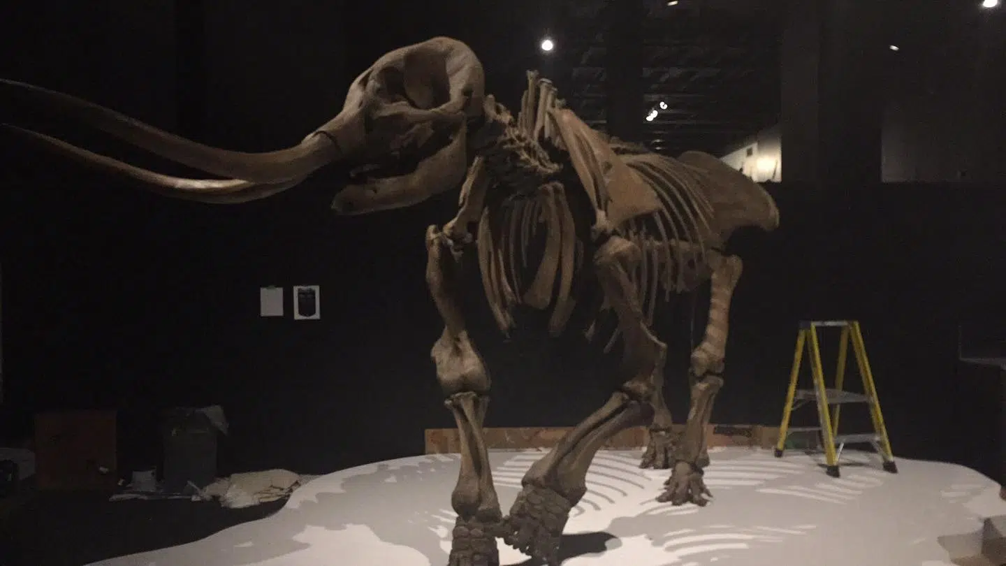 Get to know the age of the Mastodon with new exhibit in Halifax | Surge 105
