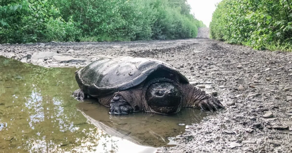 Turtle Patrol: It’s a critical time for Nova Scotia’s hard-shelled ...