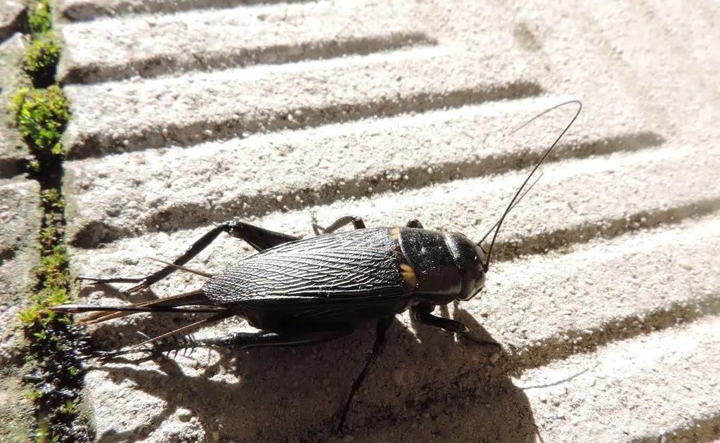 Stuff That Crickets Know | CKBW