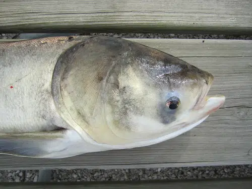 Invasive Silver Carp Caught On St. Croix River | Seehafer News