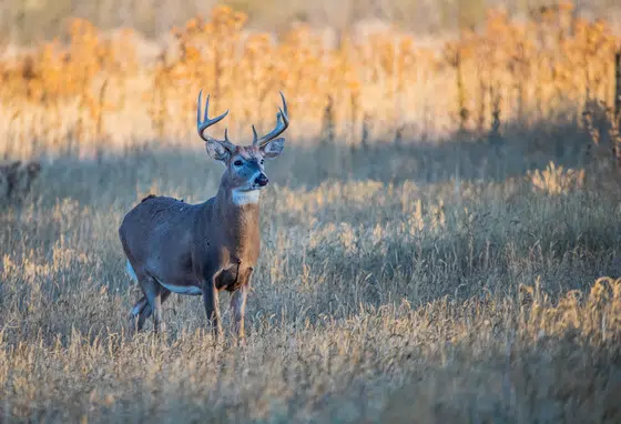 Wisconsin 2022 Deer Archery Season Is Underway | Seehafer News