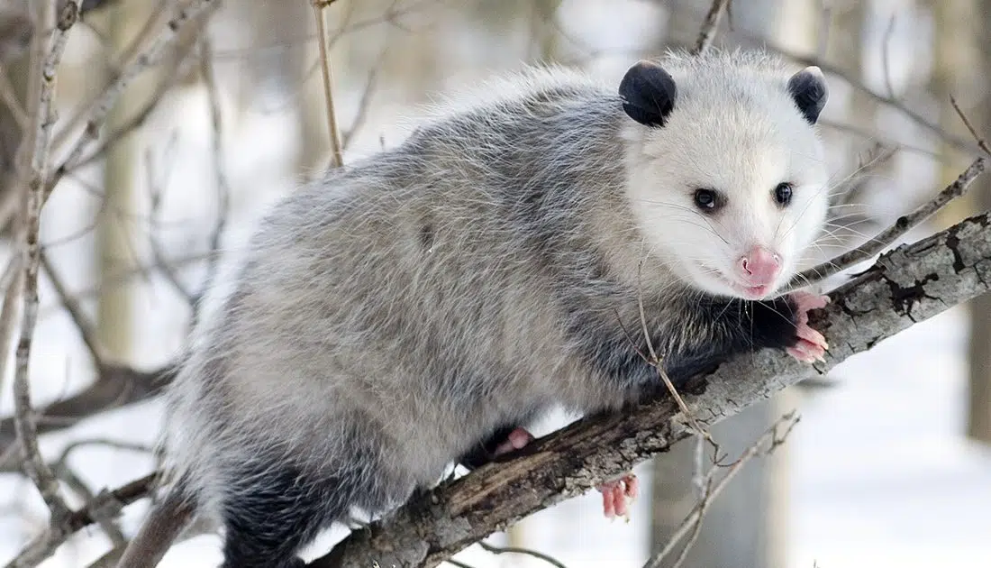 Ripples from the Dunes: Playing Possum… Opossum? | Seehafer News
