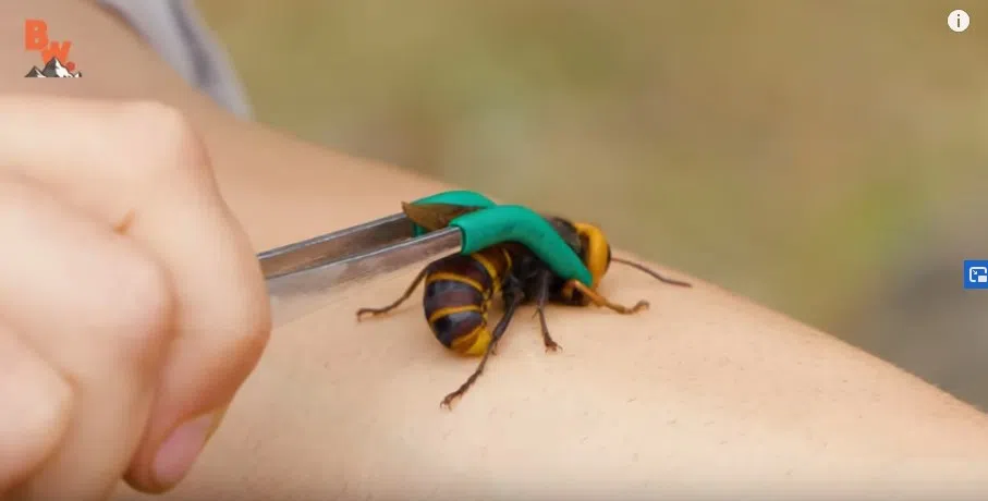 Stung By The Murder Hornet!! (VIDEO) | Rock 107