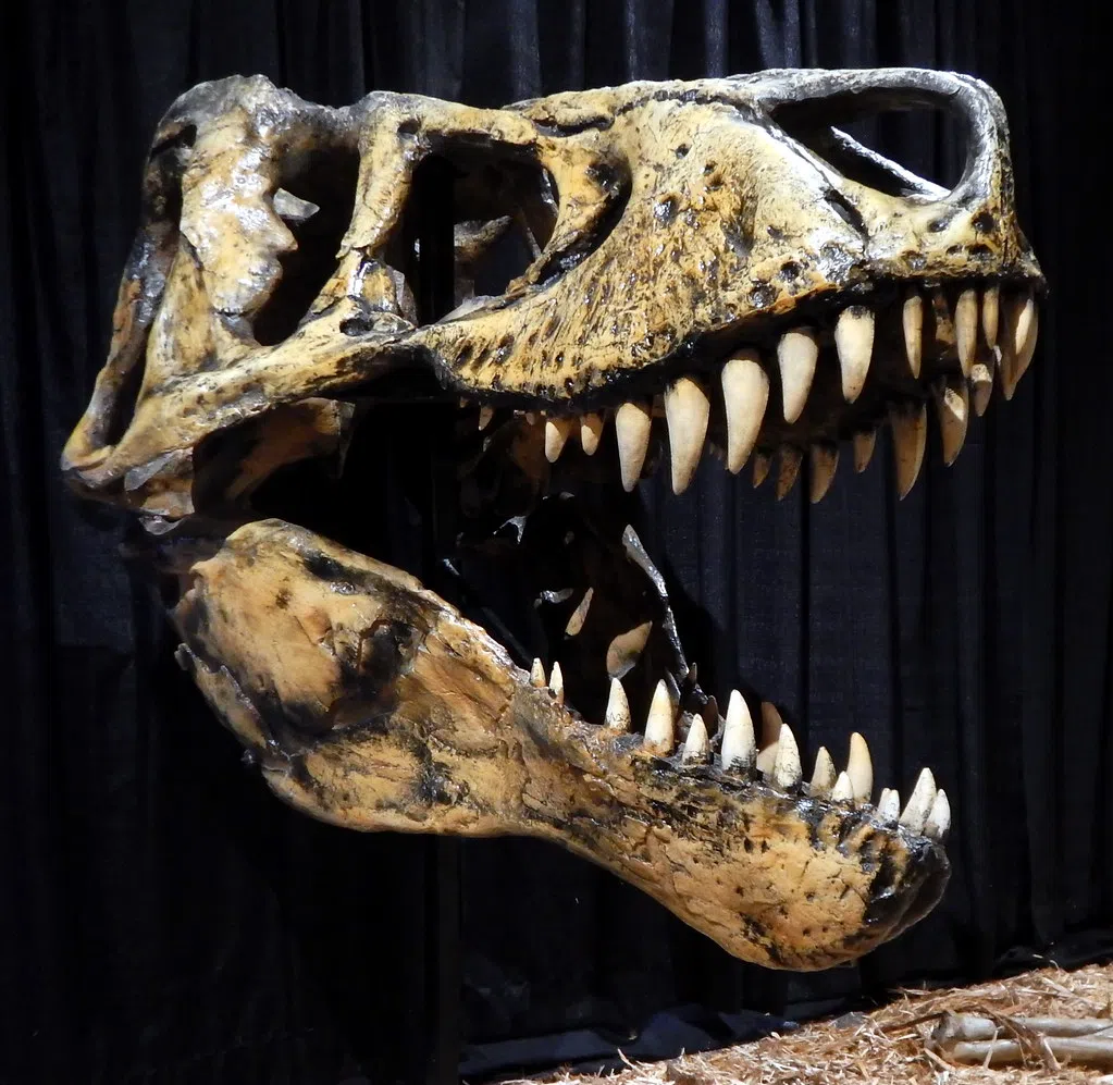 T-Rex Skull weighing 200 pounds to be auctioned Dec 9th. | Rock 107